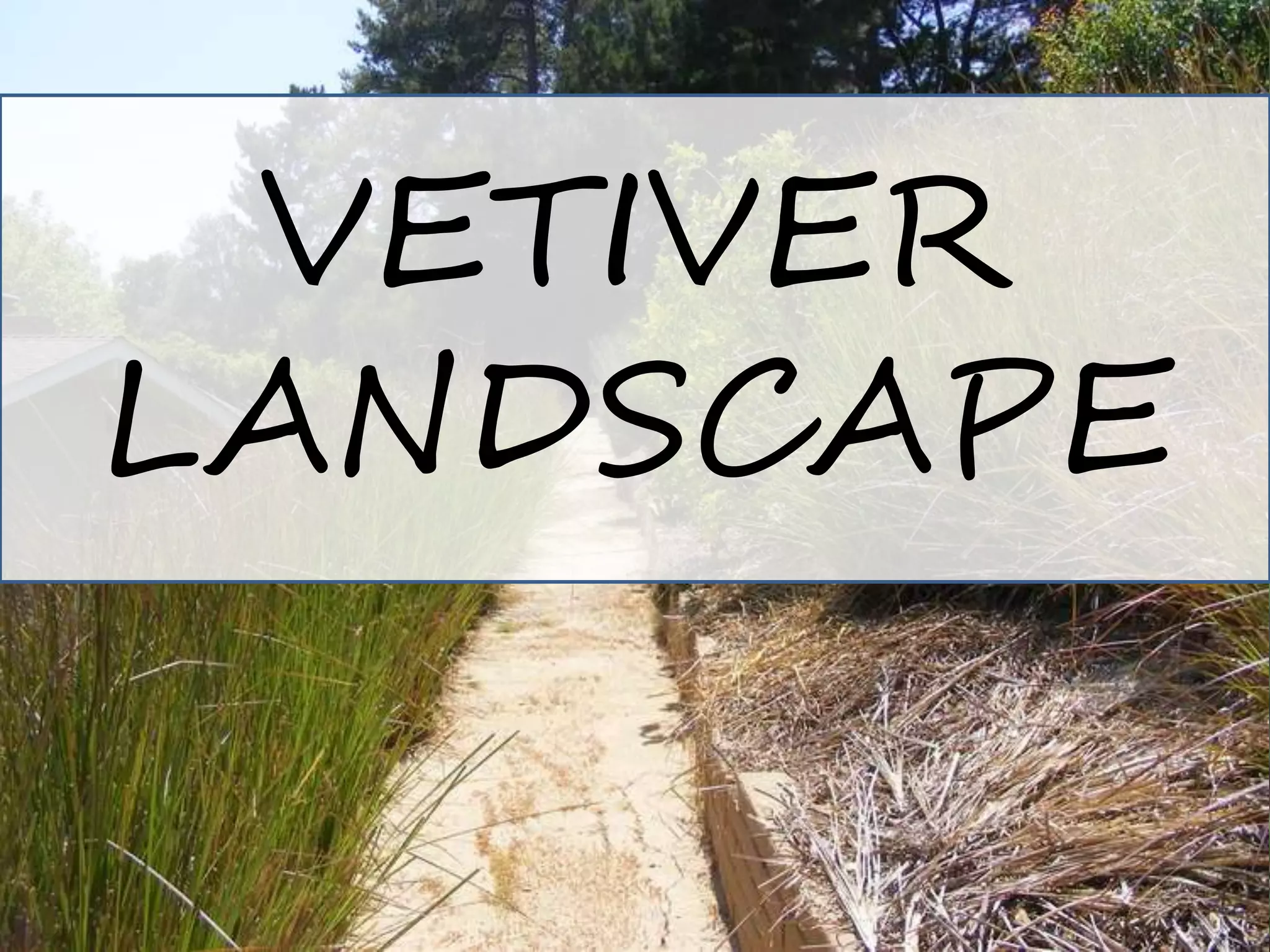 Research on Vetiver Grass used in Landscape Architecture | PPTX