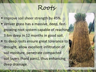 Research on Vetiver Grass used in Landscape Architecture | PPTX