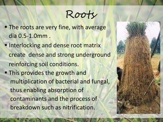 Research on Vetiver Grass used in Landscape Architecture | PPTX