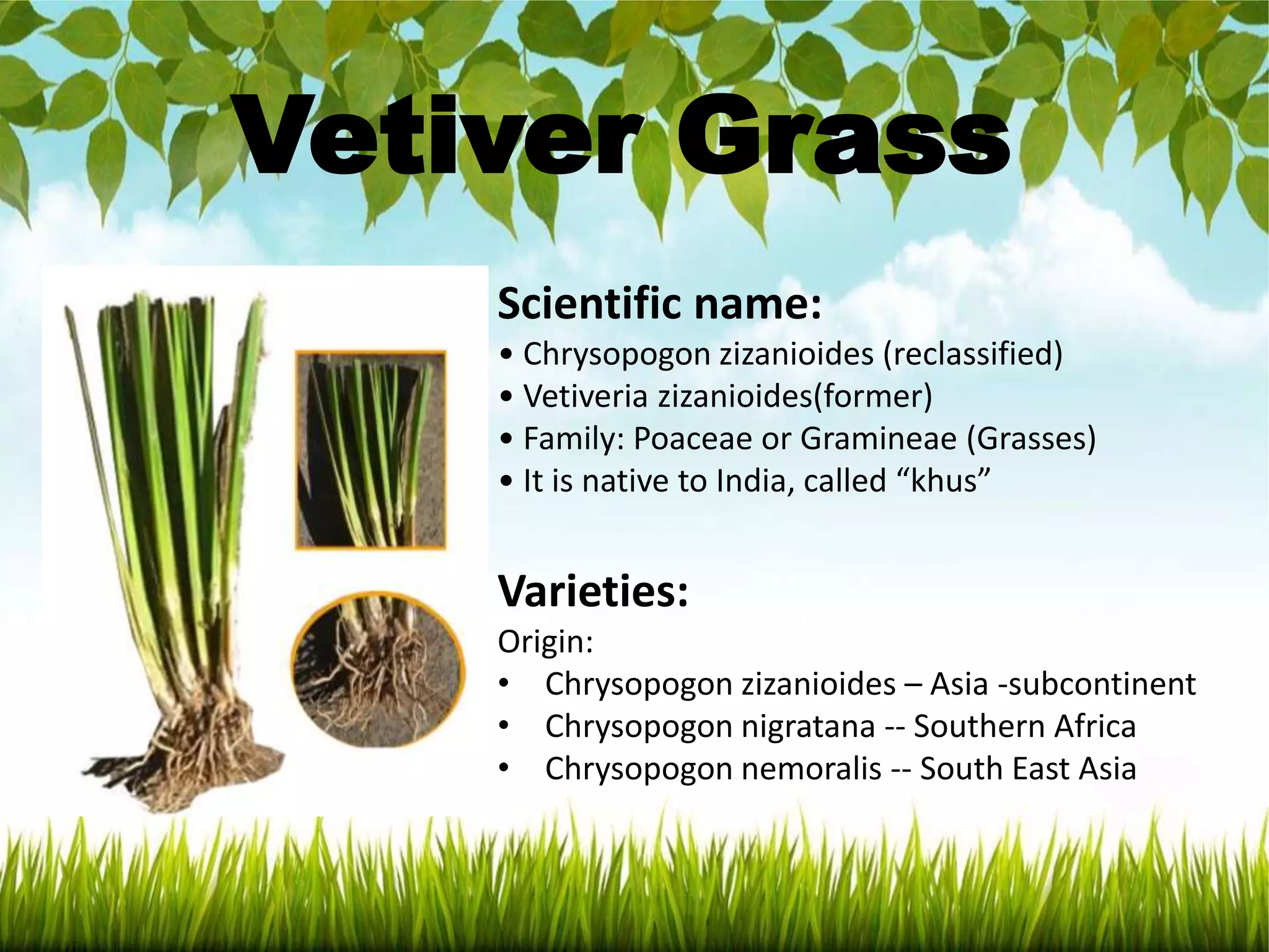 vetiver-grass.pptx