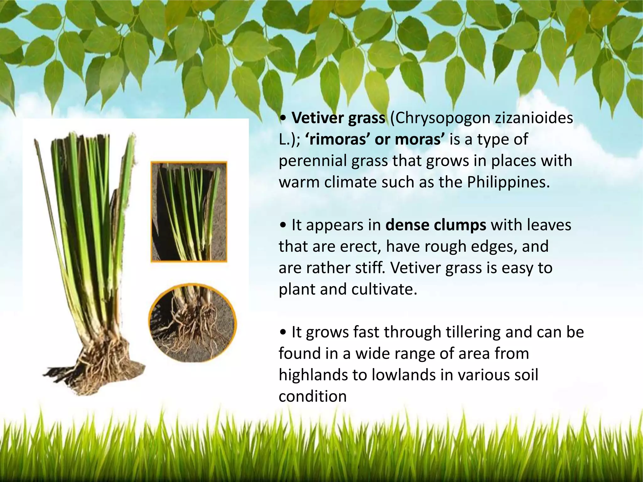 vetiver-grass.pptx