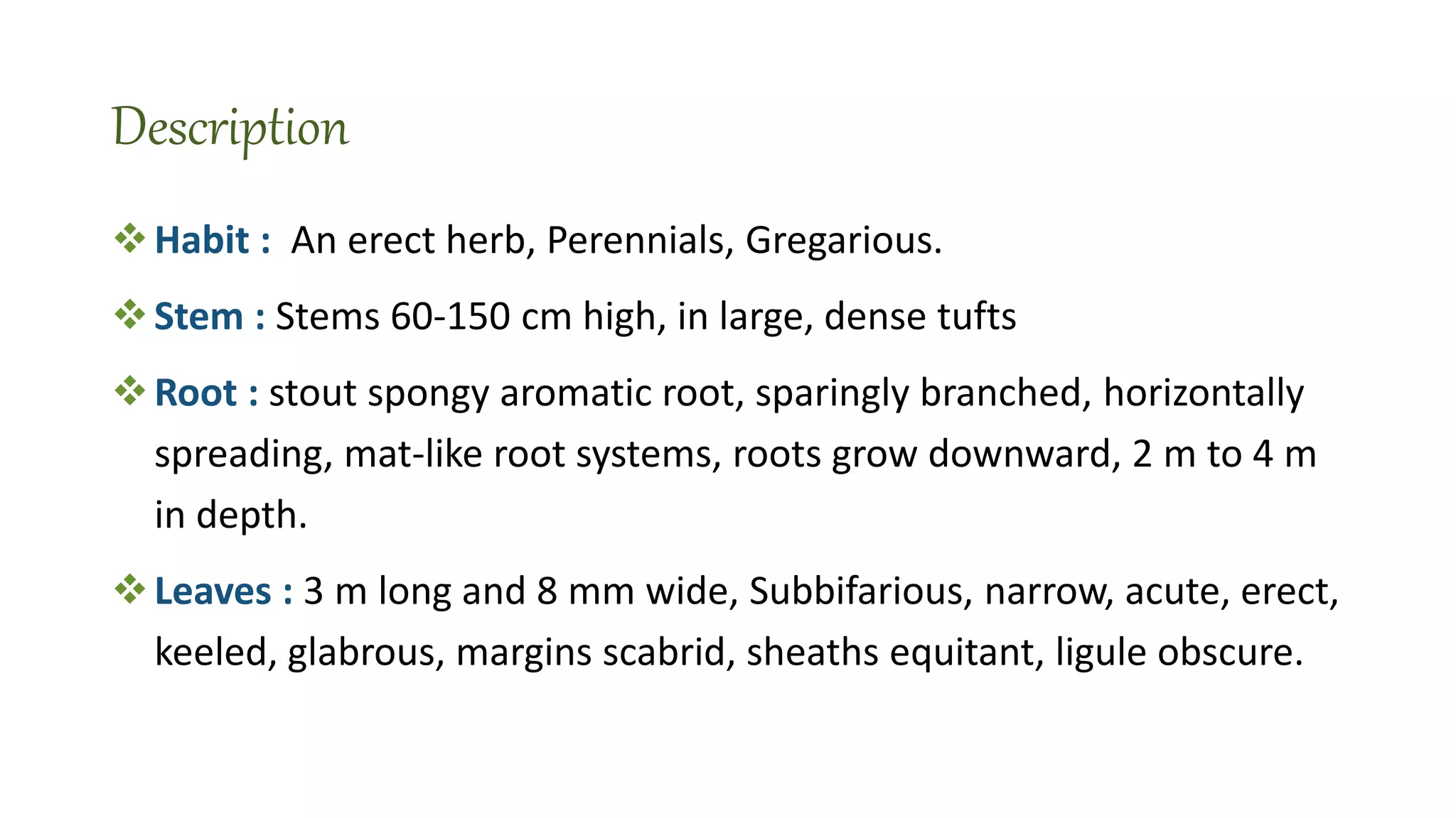 Vetiveria zizanioides | PPTX