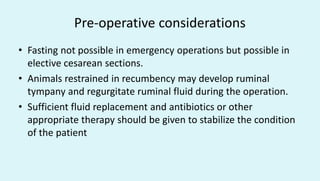 Vet obst lecture 10 Cesarean in domestic farm and pet animals | PDF