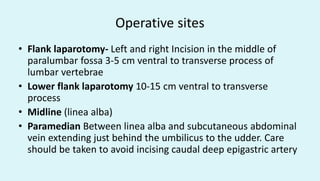 Vet obst lecture 10 Cesarean in domestic farm and pet animals | PDF