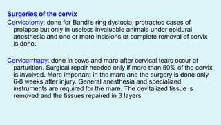 Vet obst lecture 11 Genital surgeries in domestic animals | PDF