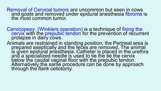 Vet obst lecture 11 Genital surgeries in domestic animals | PDF