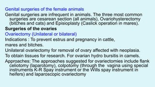 Vet obst lecture 11 Genital surgeries in domestic animals | PDF