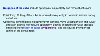Vet obst lecture 11 Genital surgeries in domestic animals | PDF