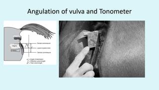 Vet obst lecture 11 Genital surgeries in domestic animals | PDF