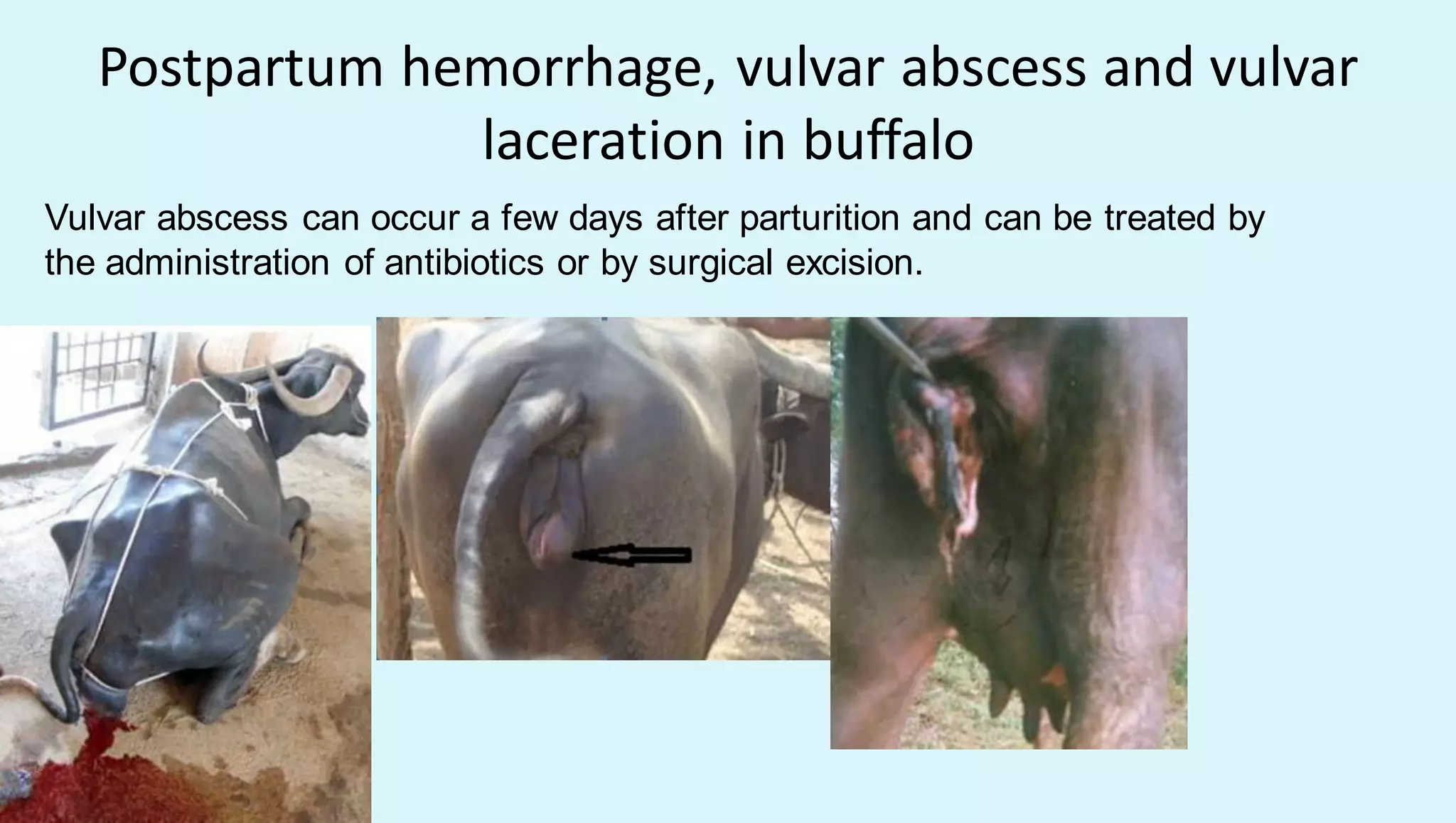Vet obst lecture 12 Postpartum complications in large domestic animals ...