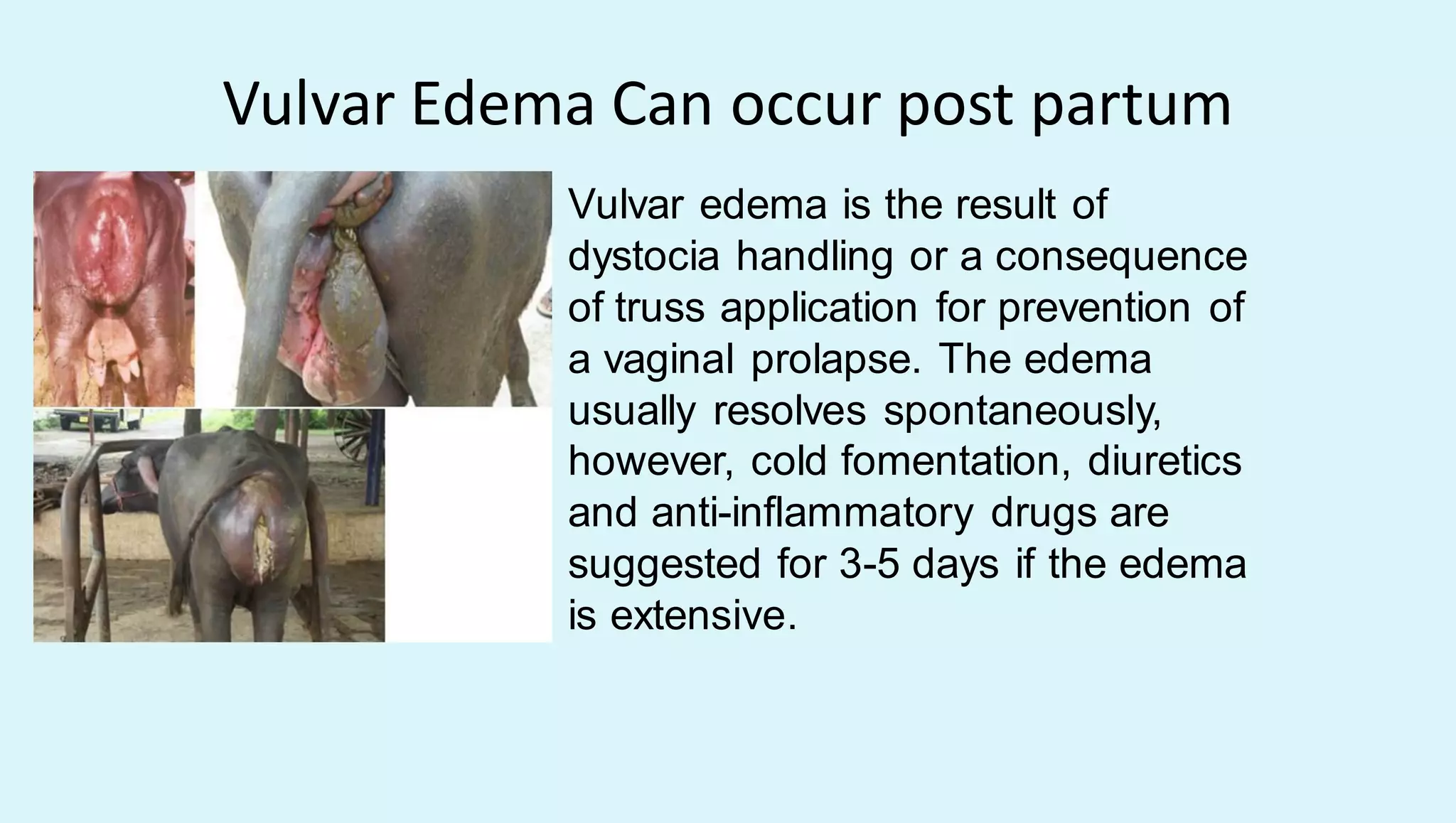 Vet obst lecture 12 Postpartum complications in large domestic animals ...