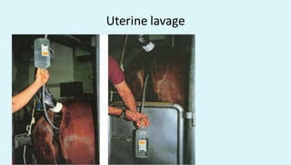 Vet obst lecture 12 Postpartum complications in large domestic animals ...