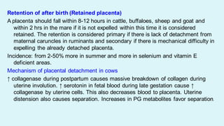 Vet obst lecture 12 Postpartum complications in large domestic animals ...