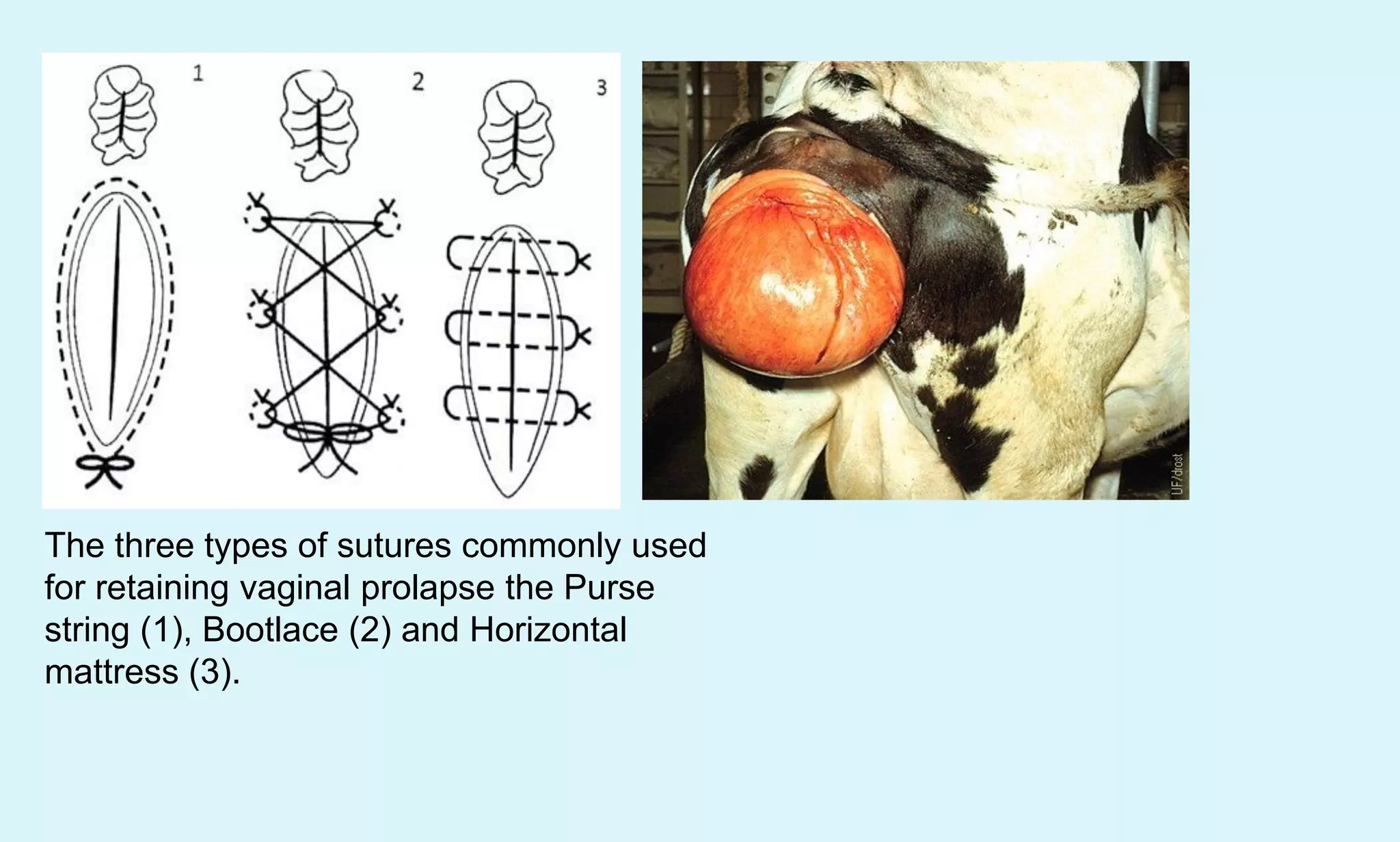 Vet obst lecture 13 Genital prolapse in domestic animals | PDF
