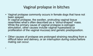 Vet obst lecture 13 Genital prolapse in domestic animals | PDF