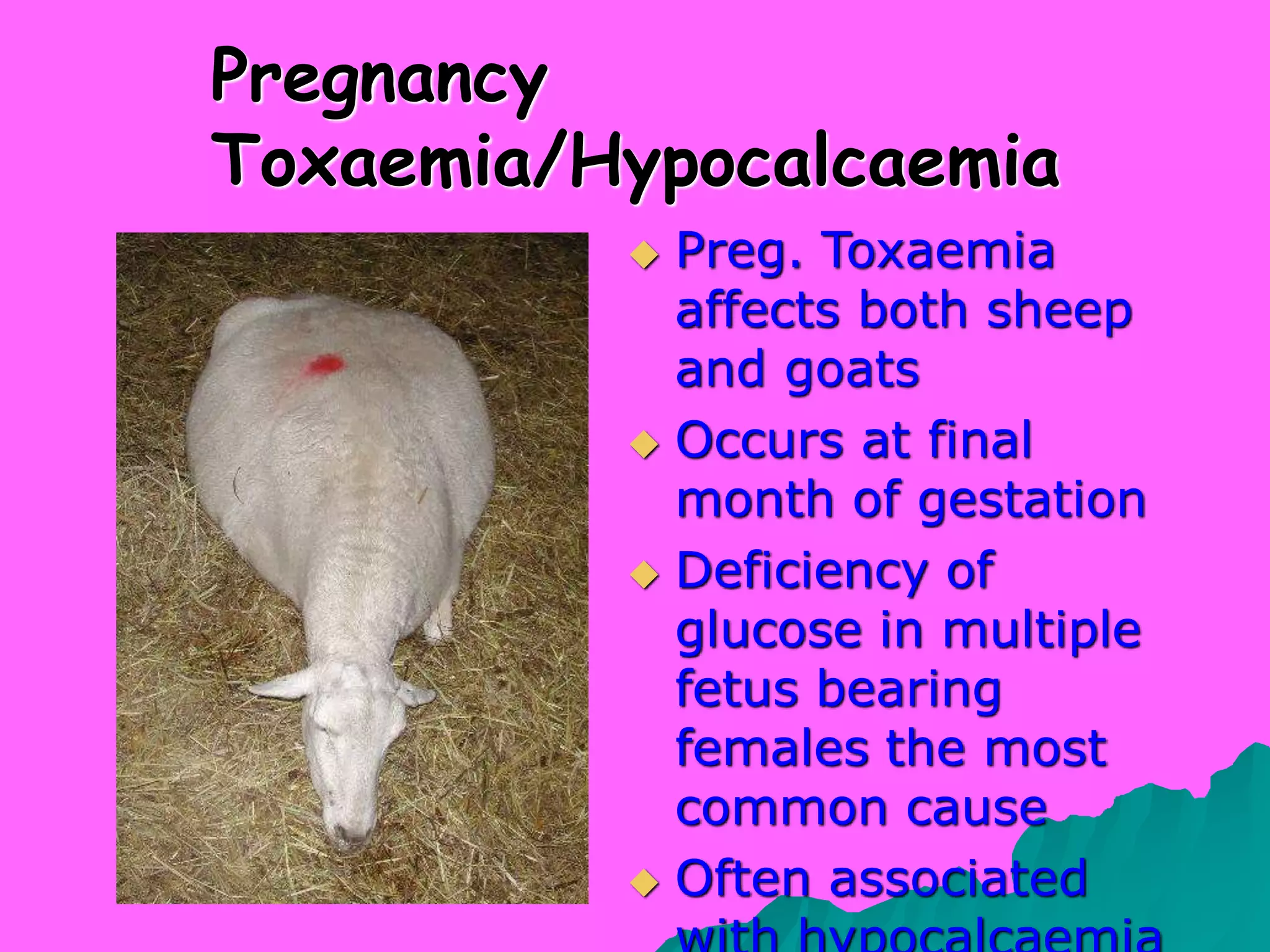 Vet obst lecture 14 Postpartum complications in sheep and goats | PDF