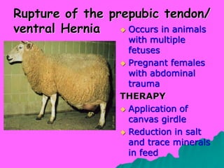 Vet obst lecture 14 Postpartum complications in sheep and goats | PDF