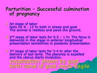 Vet obst lecture 14 Postpartum complications in sheep and goats | PDF