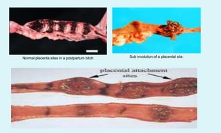 Vet obst lecture 15 Postpartum complications in the bitch | PDF