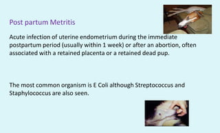 Vet obst lecture 15 Postpartum complications in the bitch | PDF