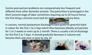 Vet obst lecture 15 Postpartum complications in the bitch | PDF