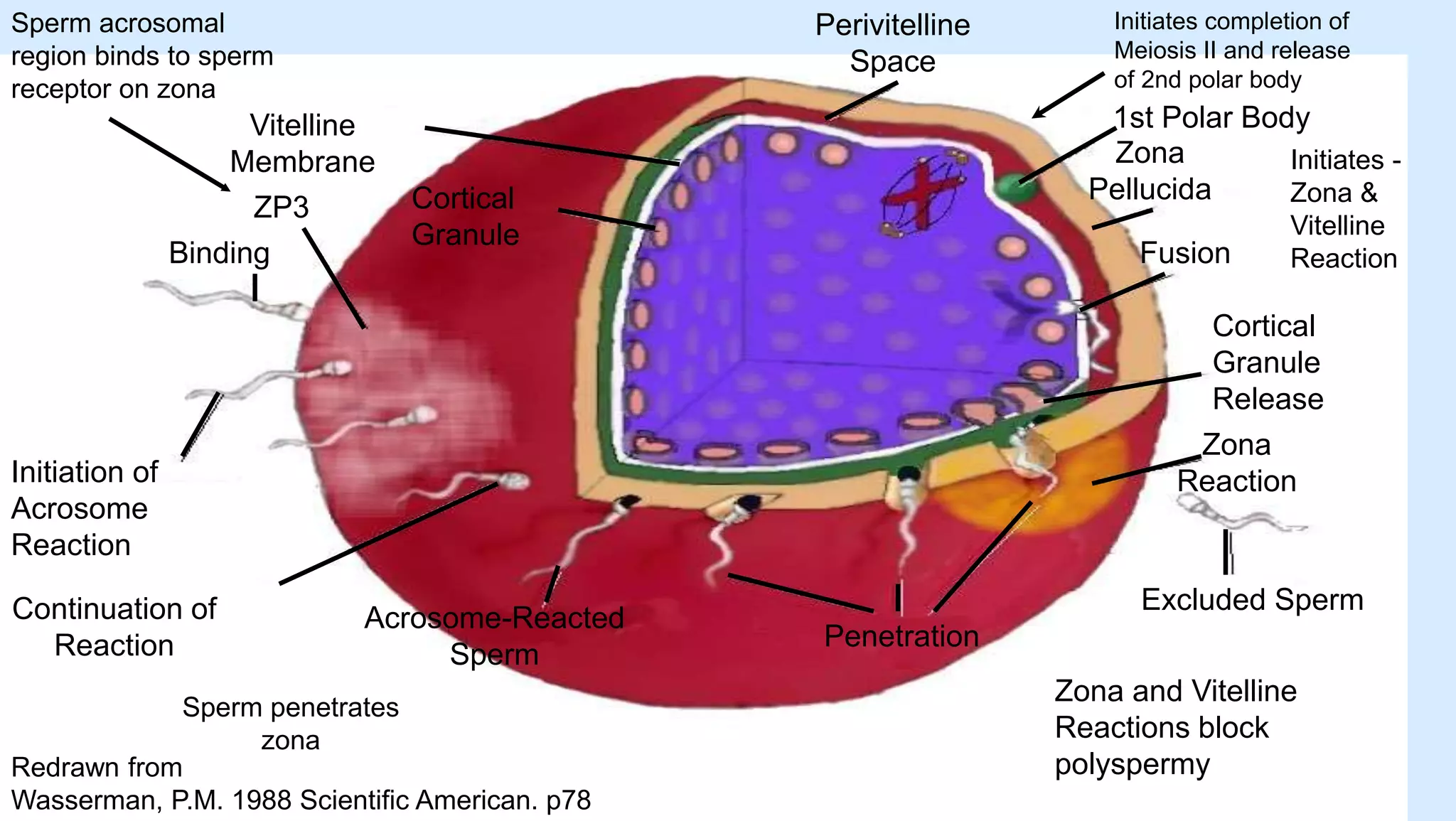 Vet obst lecture 1 Pregnancy in domestic animals | PPTX