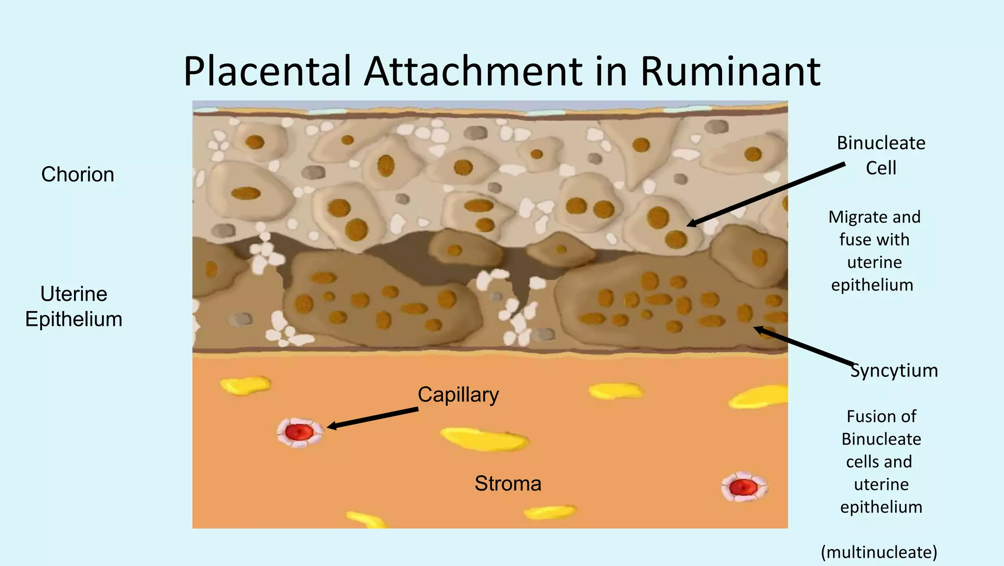 Vet obst lecture 2 placenta formation and growth | PPTX