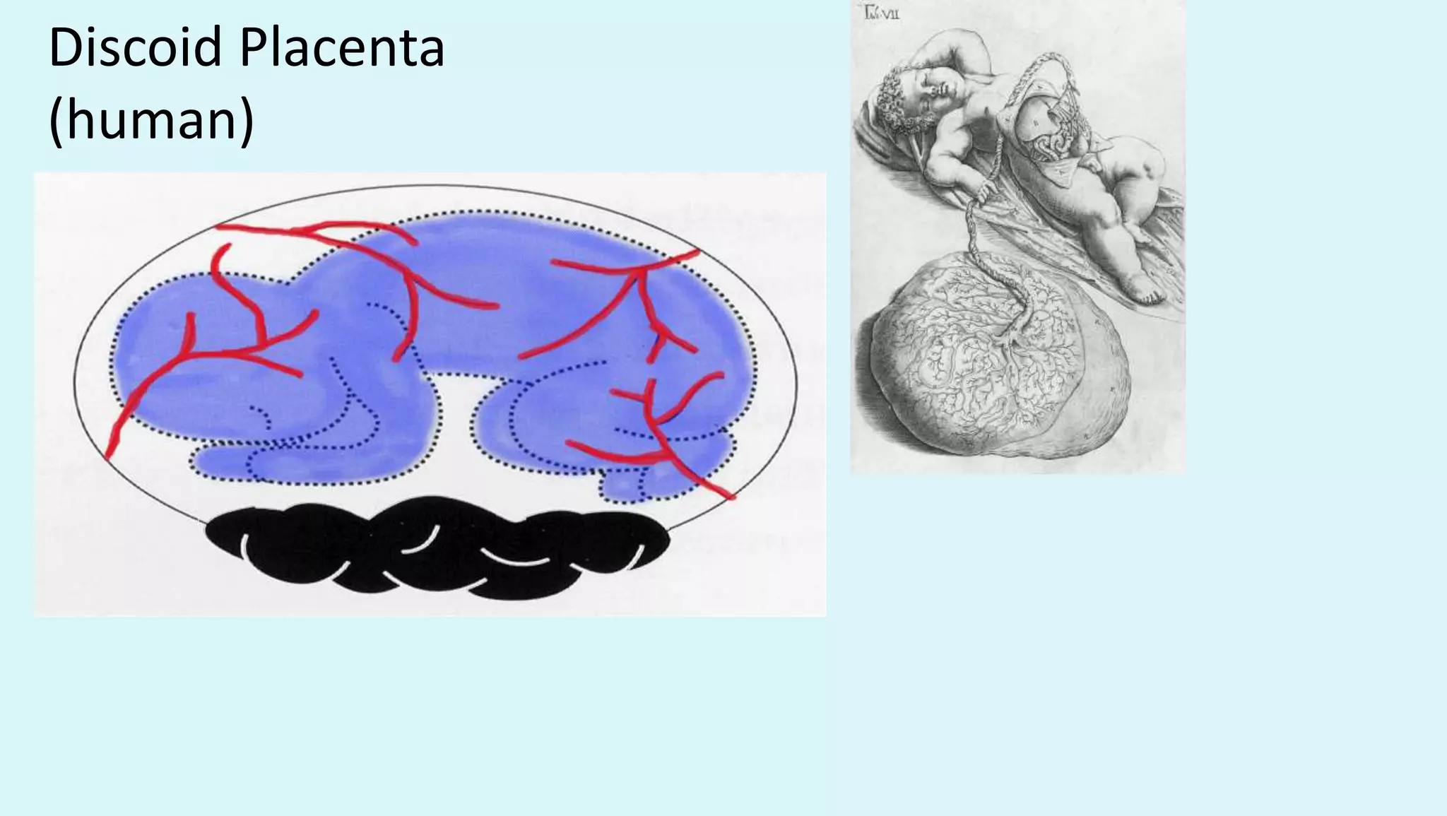 Vet obst lecture 2 placenta formation and growth | PPTX