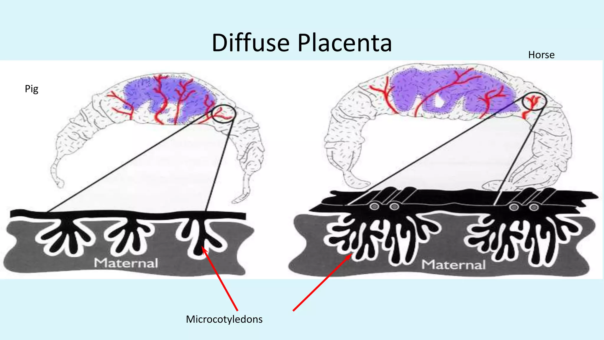 Vet obst lecture 2 placenta formation and growth | PPTX