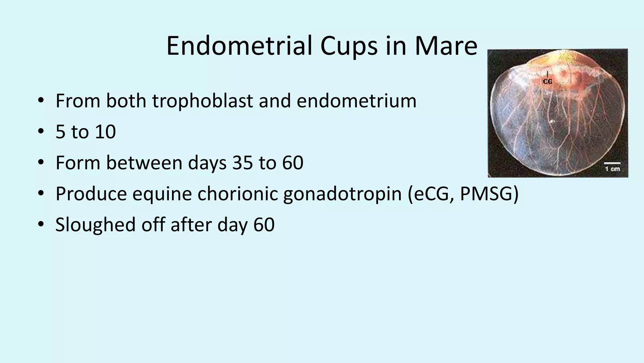Vet obst lecture 2 placenta formation and growth | PPTX