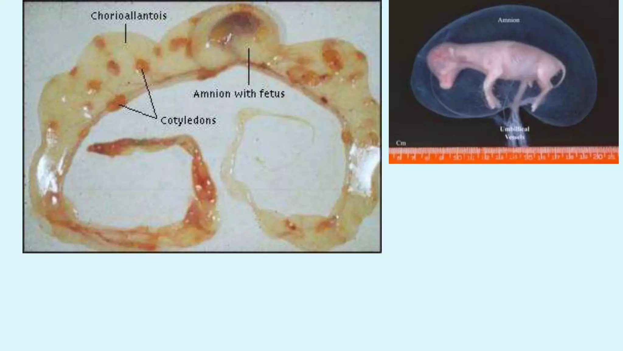 Vet obst lecture 2 placenta formation and growth | PPTX