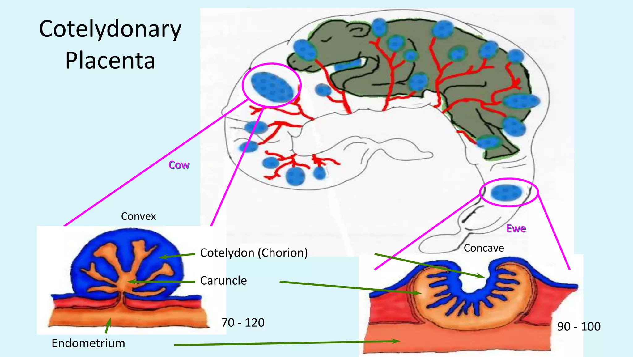 Vet obst lecture 2 placenta formation and growth | PPTX | Pregnancy ...