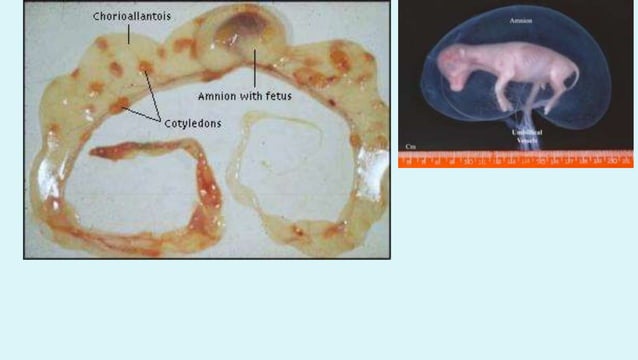 Vet obst lecture 2 placenta formation and growth | PPTX | Pregnancy ...