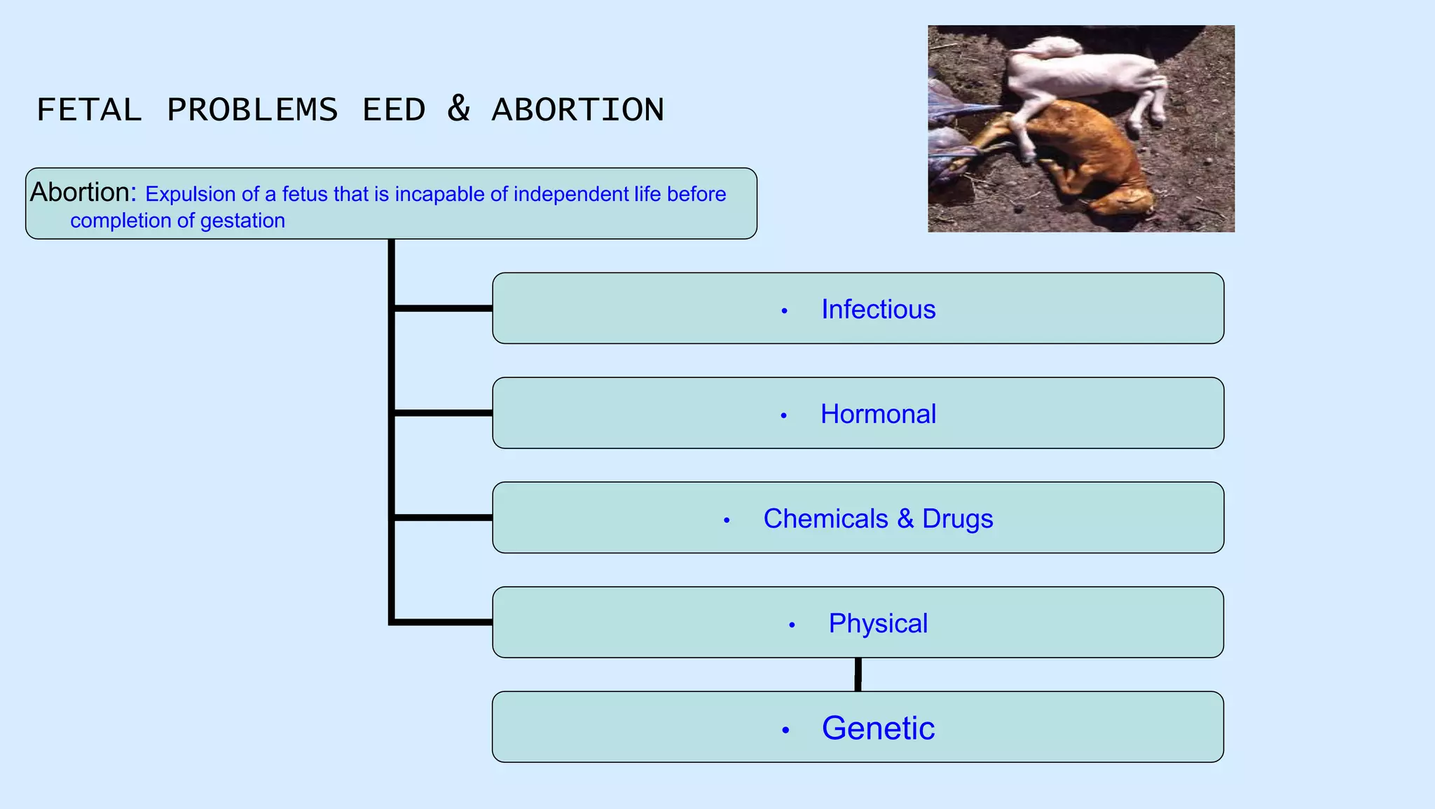 Vet obst lecture 3 Diseases and accidents of gestation | PPTX