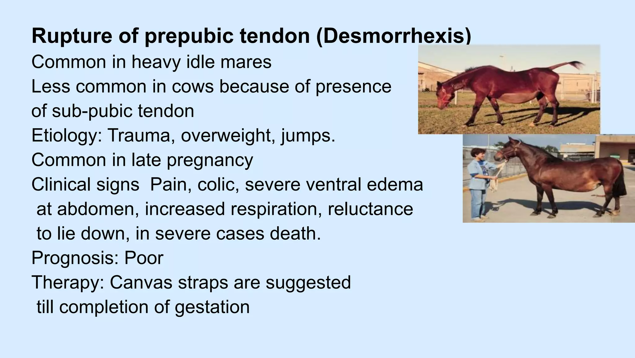 Vet obst lecture 3 Diseases and accidents of gestation | PPTX