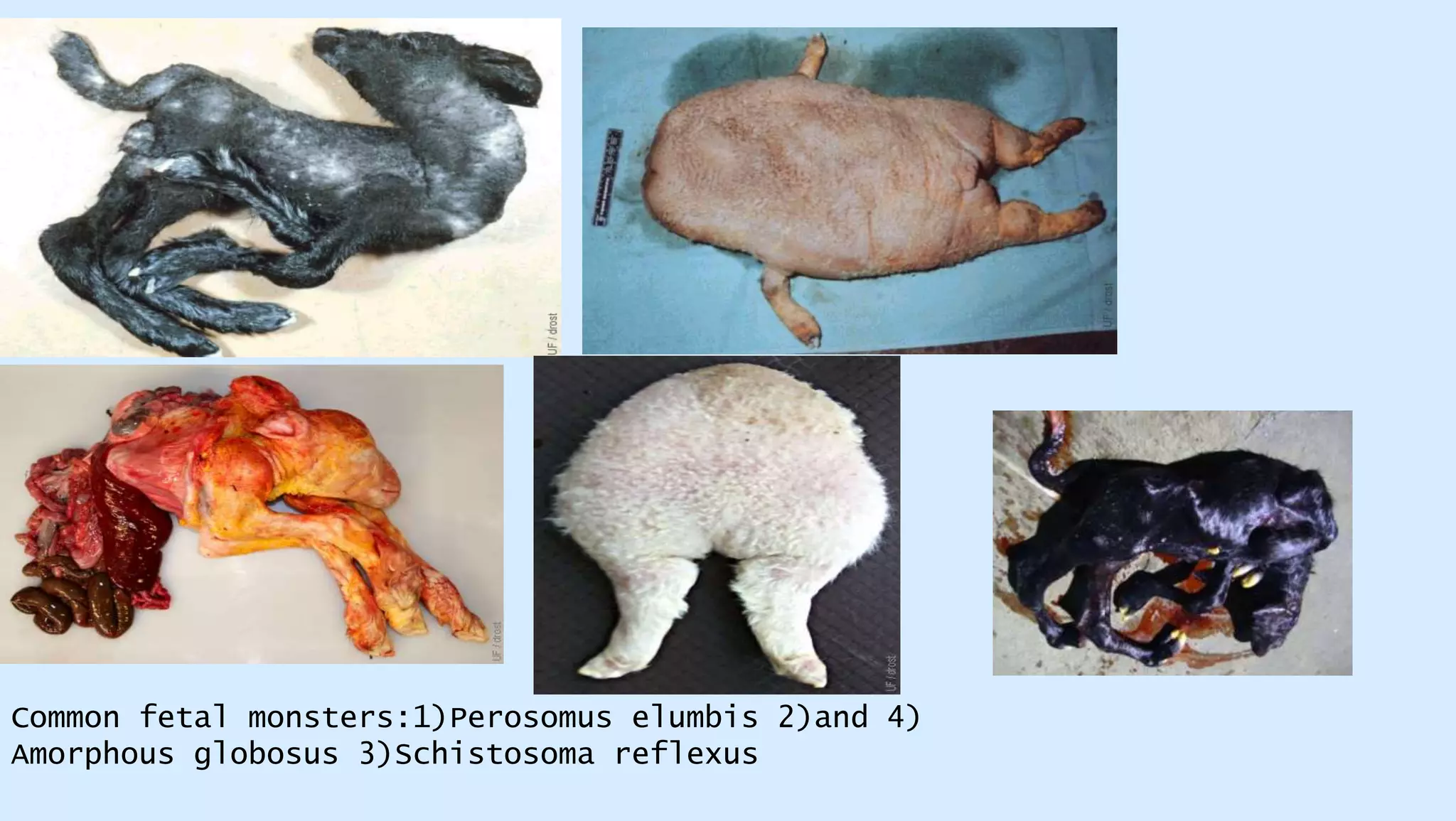 Vet obst lecture 4 Congenital fetal defects (teratology) | PPTX