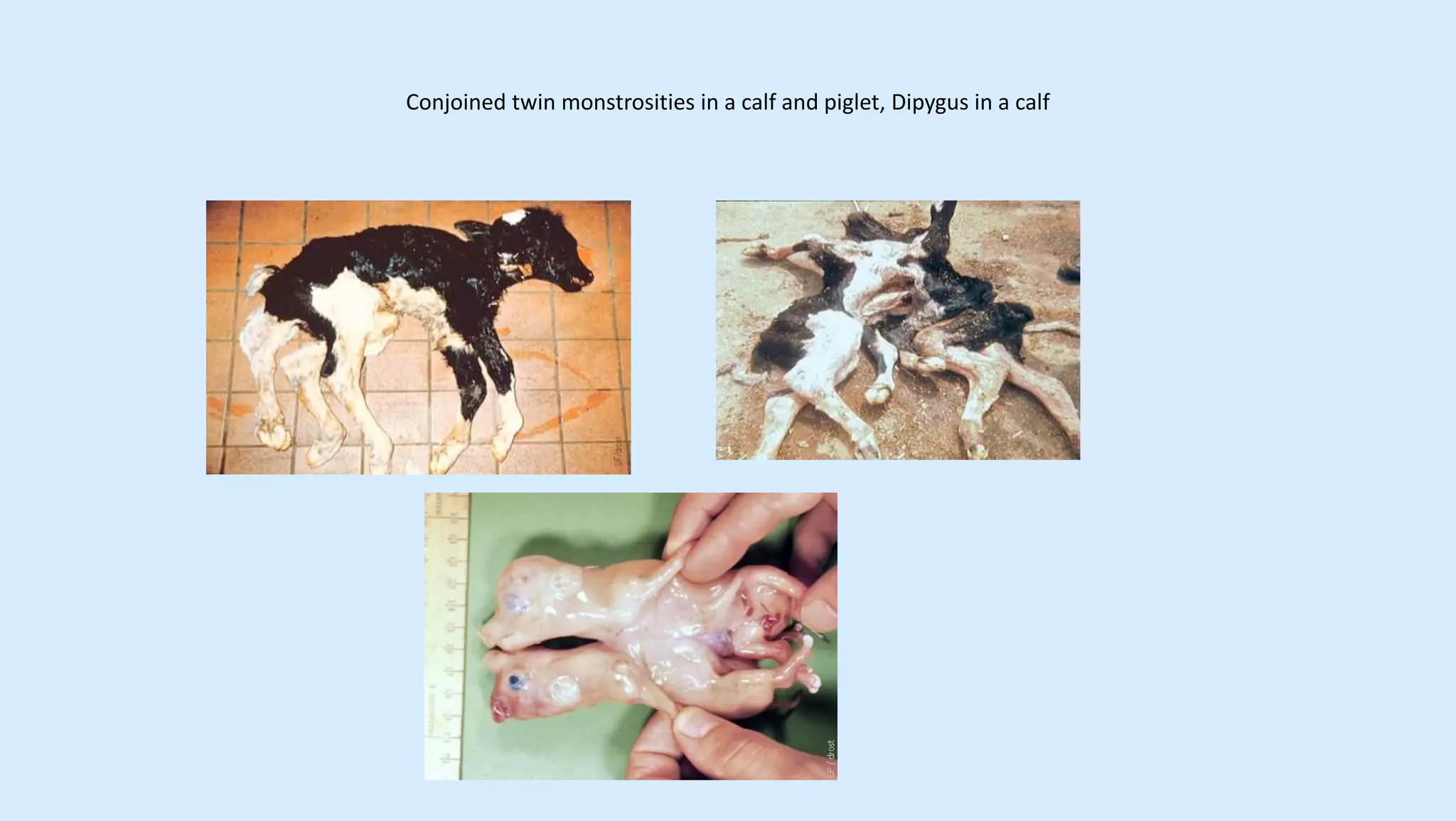 Vet obst lecture 4 Congenital fetal defects (teratology) | PPTX