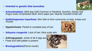 Vet obst lecture 4 Congenital fetal defects (teratology) | PPTX