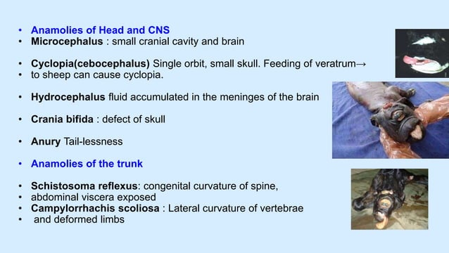 Vet obst lecture 4 Congenital fetal defects (teratology) | PPTX
