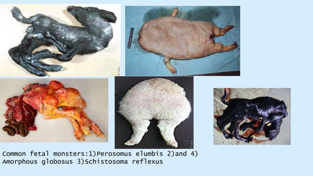 Vet obst lecture 4 Congenital fetal defects (teratology) | PPTX
