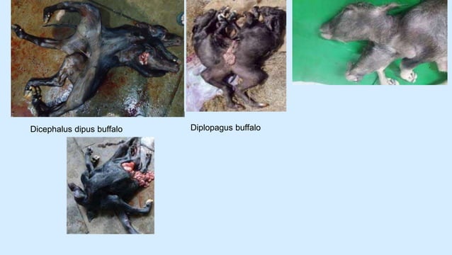 Vet obst lecture 4 Congenital fetal defects (teratology) | PPTX