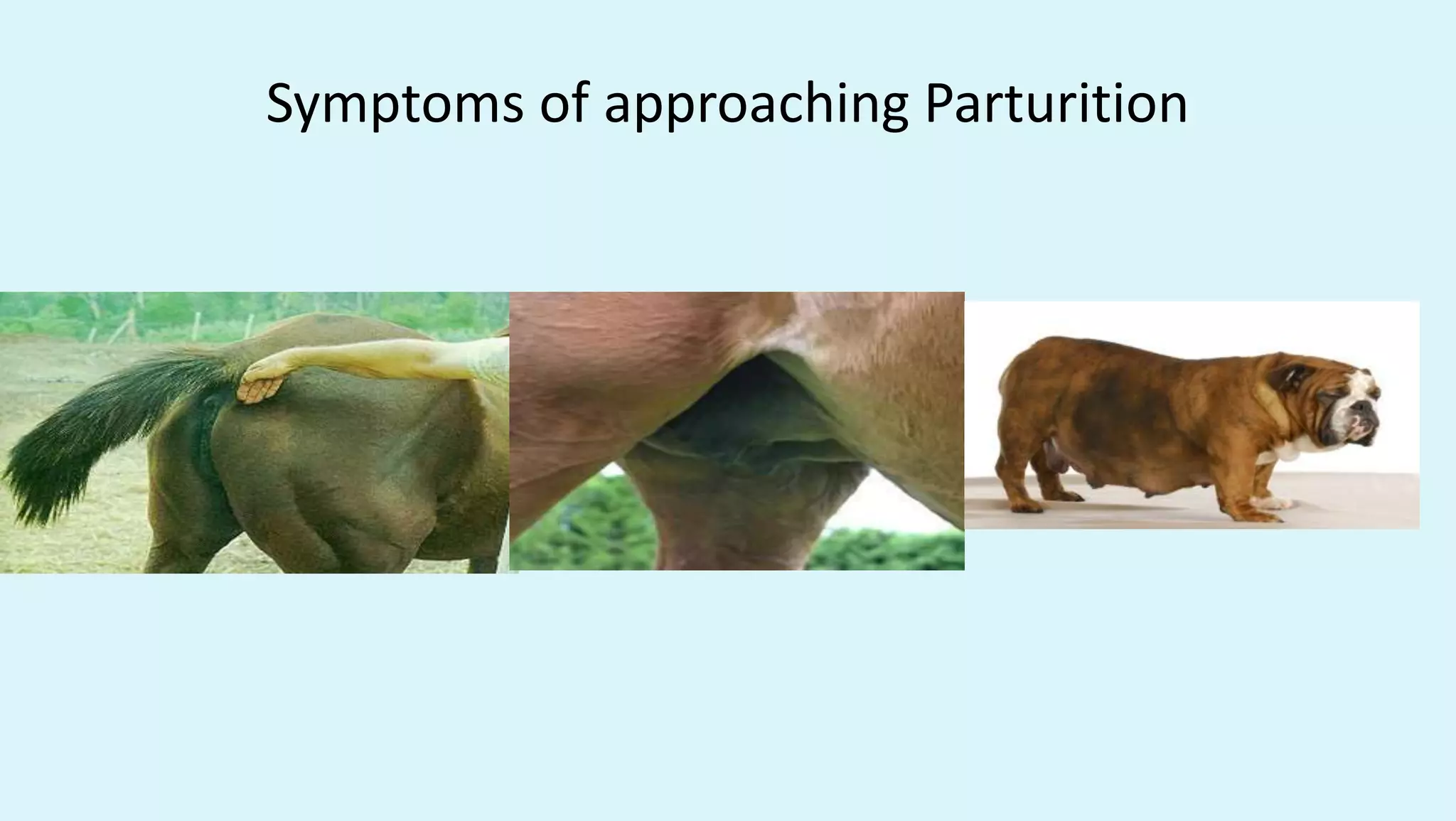 Vet obst lecture 5 Parturition in domestic animals | PPTX