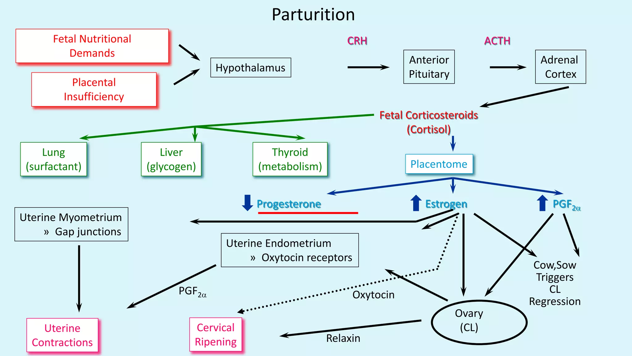Vet obst lecture 5 Parturition in domestic animals | PPTX
