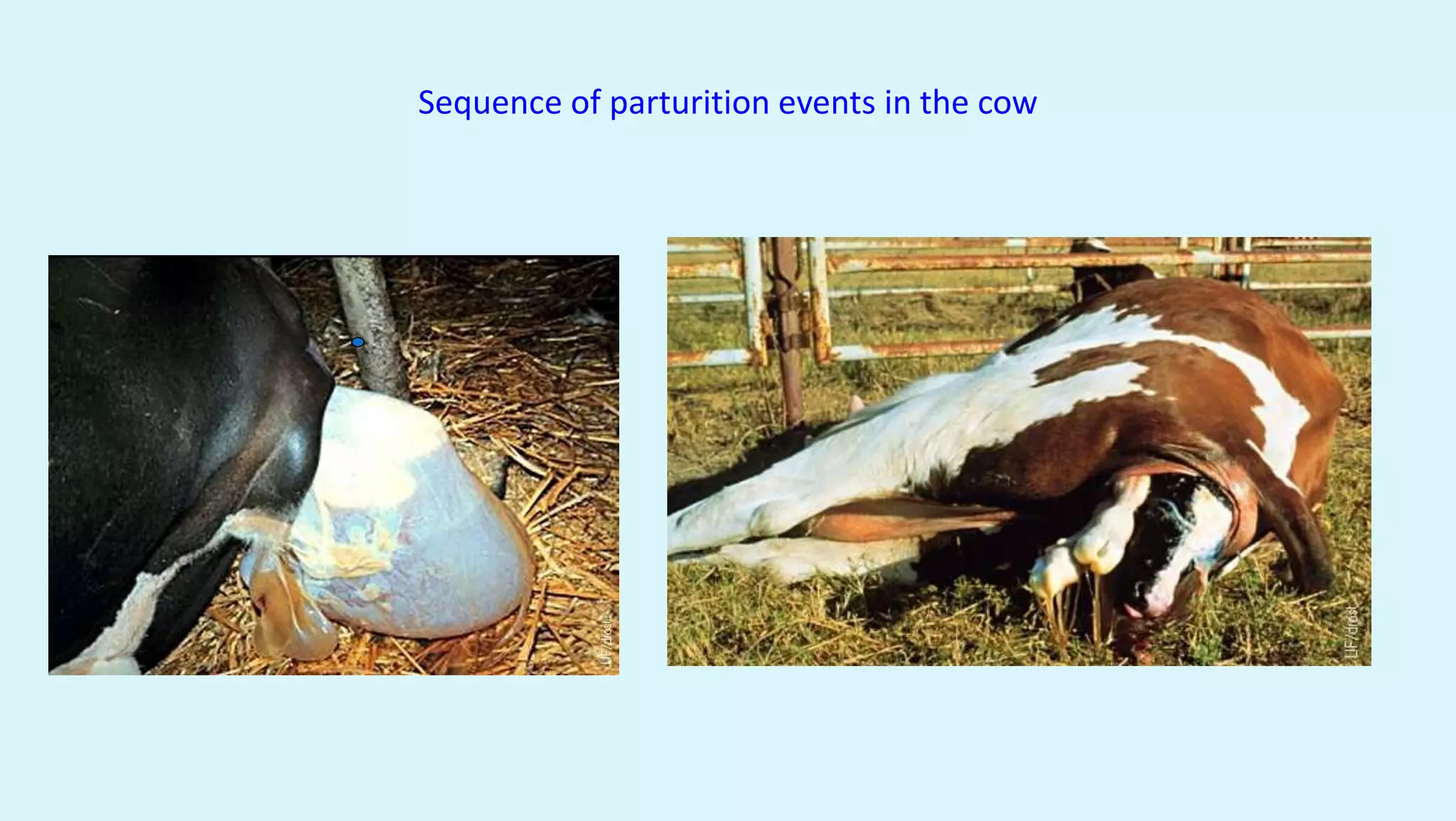 Vet obst lecture 5 Parturition in domestic animals | PPTX