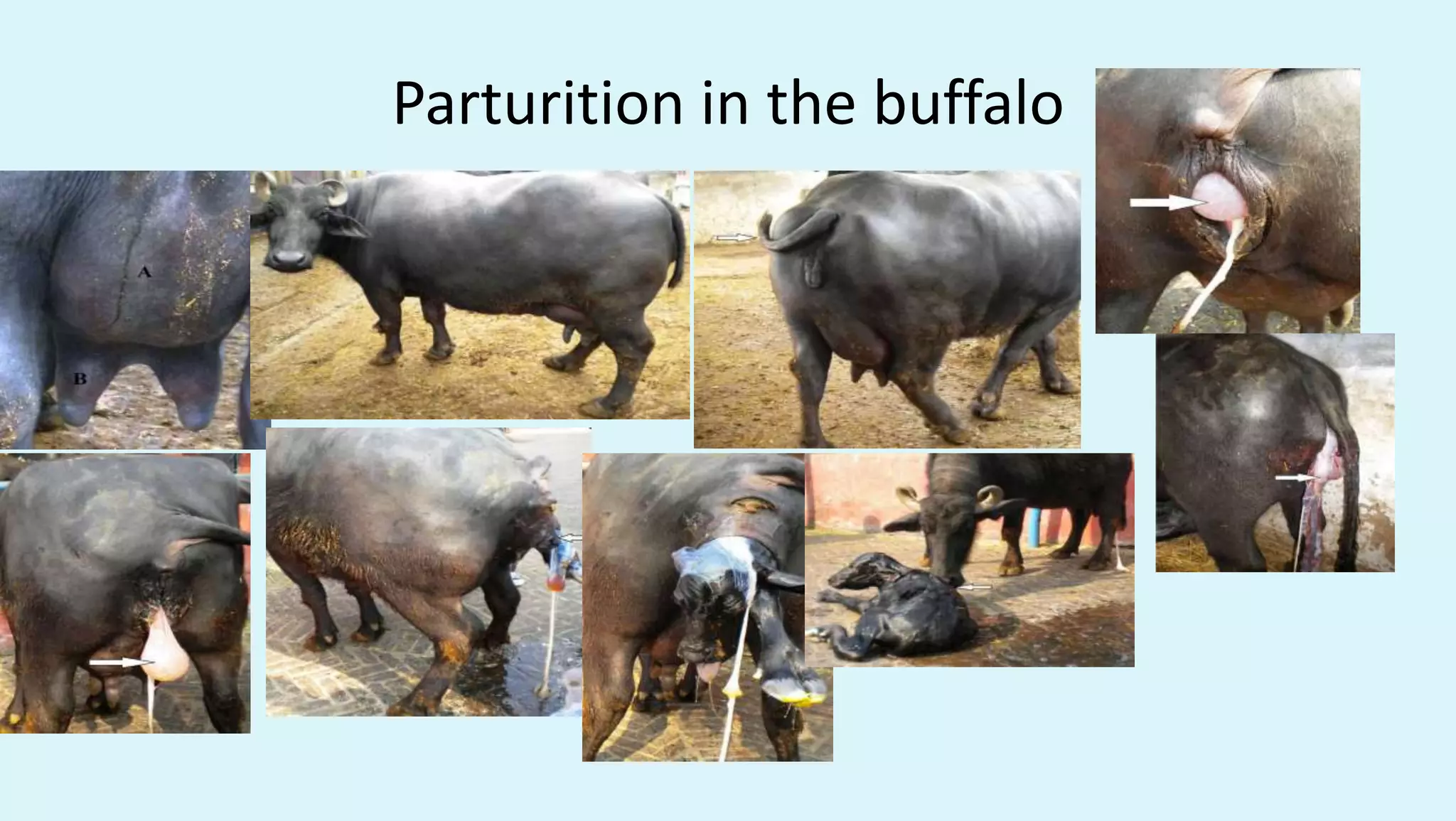 Vet obst lecture 5 Parturition in domestic animals | PPTX