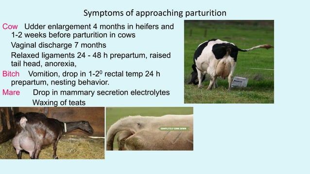 Vet obst lecture 5 Parturition in domestic animals | PPTX