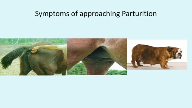Vet obst lecture 5 Parturition in domestic animals | PPTX