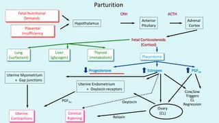 Vet obst lecture 5 Parturition in domestic animals | PPTX