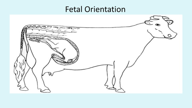 Vet obst lecture 5 Parturition in domestic animals | PPTX