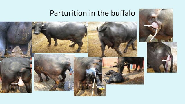 Vet obst lecture 5 Parturition in domestic animals | PPTX